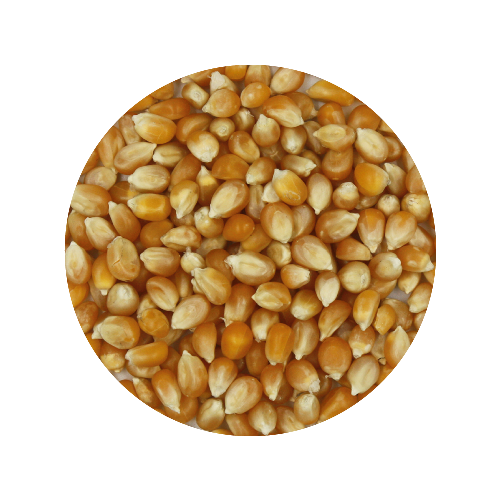 MAIS POP CORN BIO – Axel et Paul